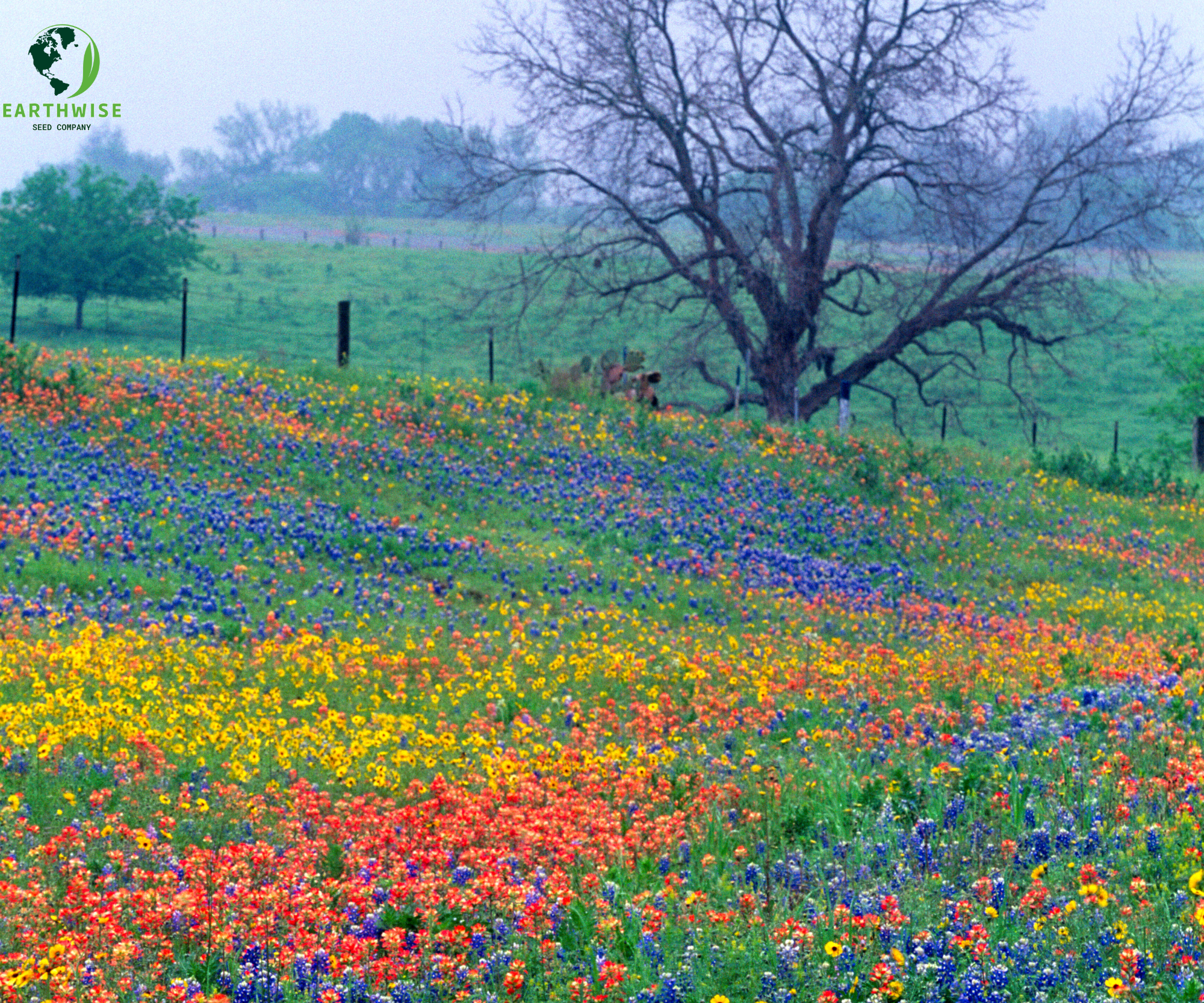 Lone Star Native Wildflower Mix - Bold Blooms. True Texas Roots. – All ...